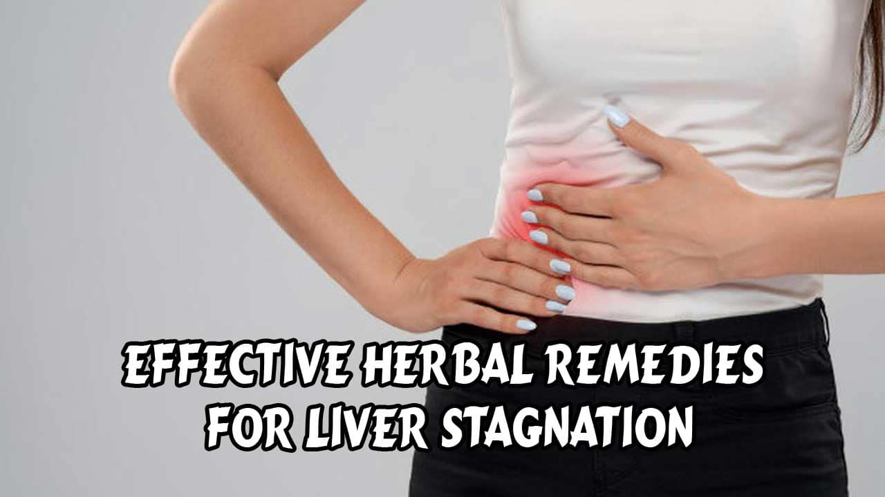 Effective Herbal Remedies for Liver Stagnation | PT. Ben Sehat Sejahtera