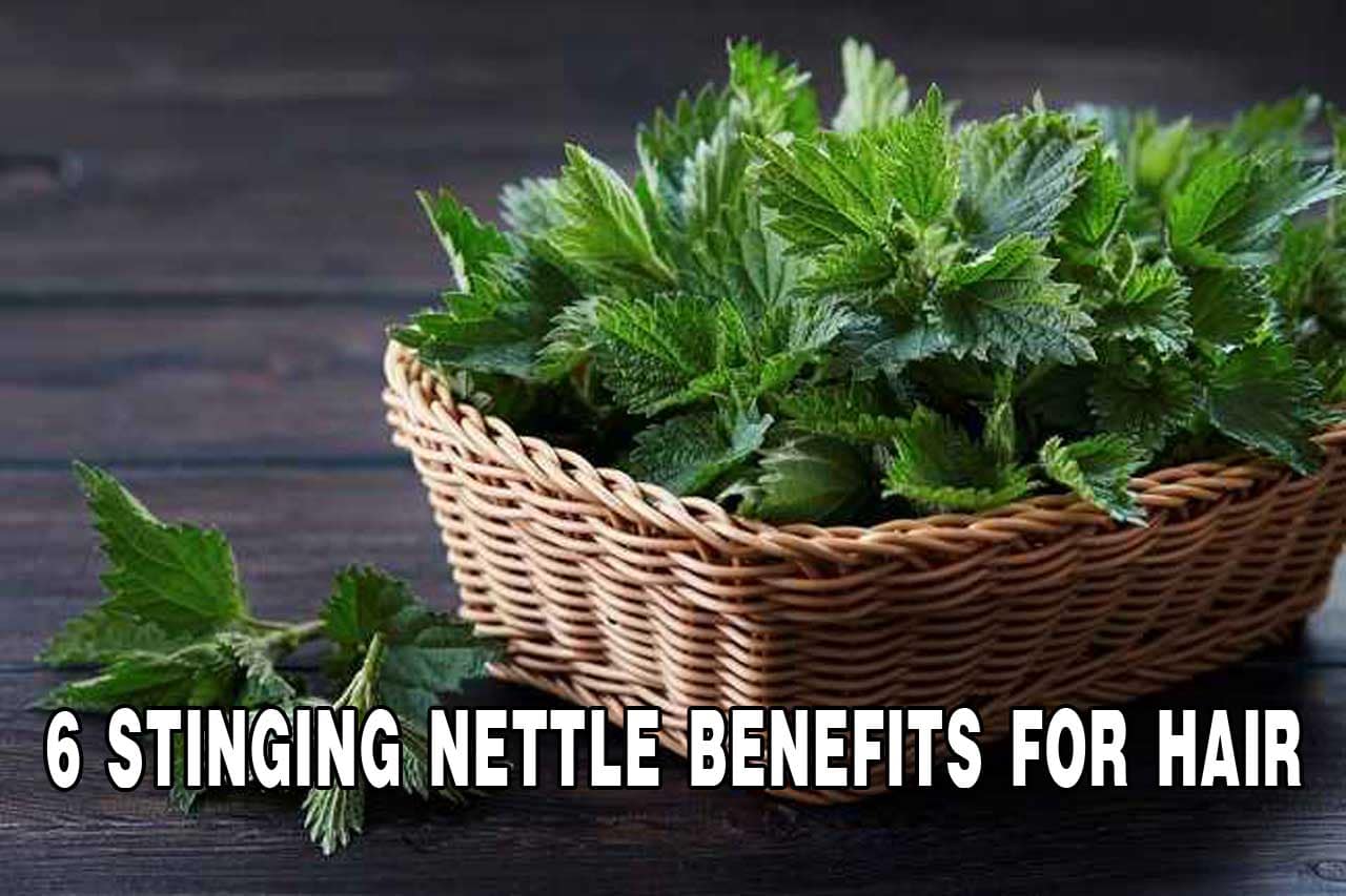 6 Benefits of Stinging Nettle for Hair | PT. Ben Sehat Sejahtera